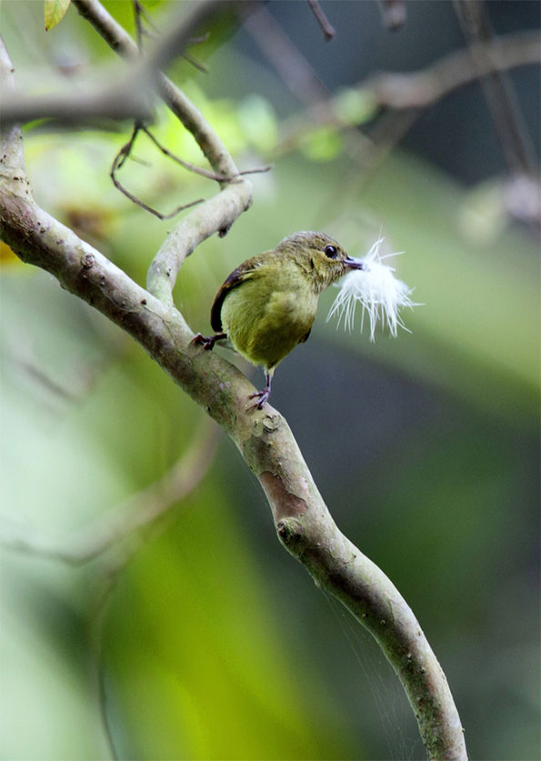 Hanoi - Ba Vi National Park bird watching 2 days tour